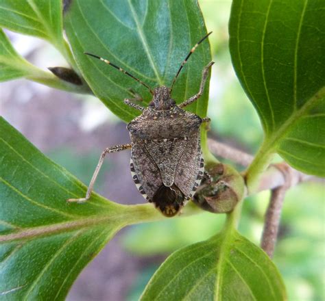 Soy And Corn Fields Wanted For Brown Marmorated Stink Bug Survey