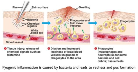 Microbiology Evasion Of Host Response And Bacteria Flashcards Quizlet