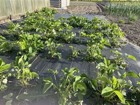 Как выбрать укрывной материал для клубники сравнение спанбонда и пленки новости клубника