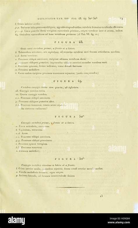 This Text Presents The Anatomical Structure Of The European Turtle