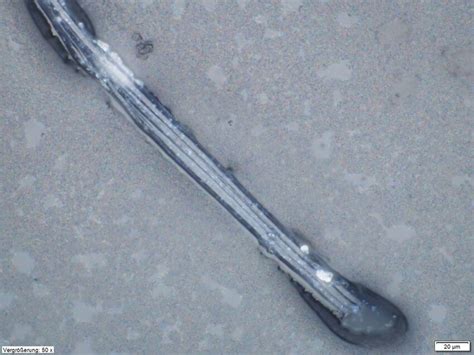 Fig SI A SEM Scale Bar Microns And B OPM Image Scale Bar Download Scientific