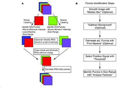 Synapsej Identifies Putative Synaptic Contacts Through Identification