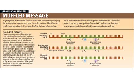 Young Geneticist Synonymous But Not The Same The New View Of