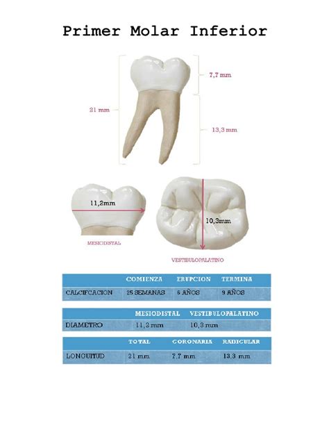 Anatomía Del Primer Molar Inferior Pdf Naturaleza