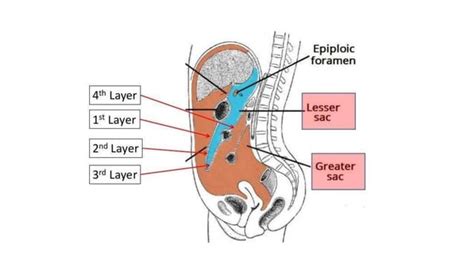 Peritoneum Structure And Function Anatomy Pptx
