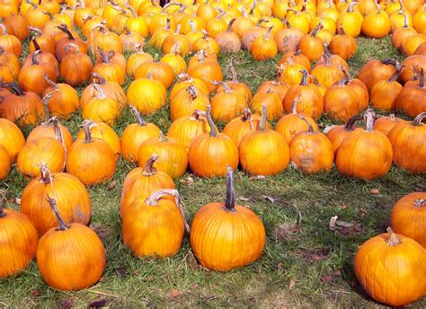 무료 이미지 잔디 바닥 과일 가을 주황색 식품 생기게 하다 야채 호박 노랑 건강한 추수 감사절 배열 된