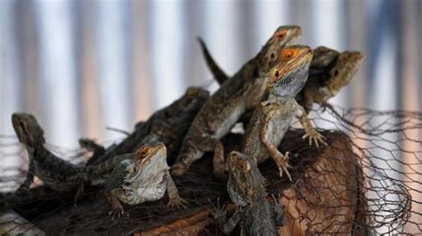 Lizards Have Been Running On Two Legs For 110 Million Years Research