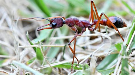 Ants Adelaide A Comprehensive Guide
