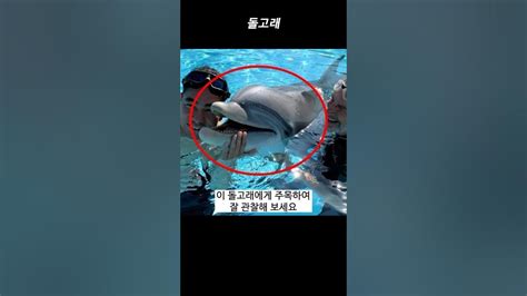 학대 논란이 없는 돌고래 쇼 Shorts Youtube