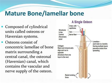 Constitution Of Bone Pptx