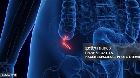 656 Appendix High Res Illustrations Getty Images