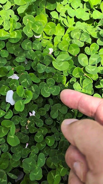 🍀 행운의 네잎클로버 찾기 🍀 네잎클로버 클로버 행운 Youtube