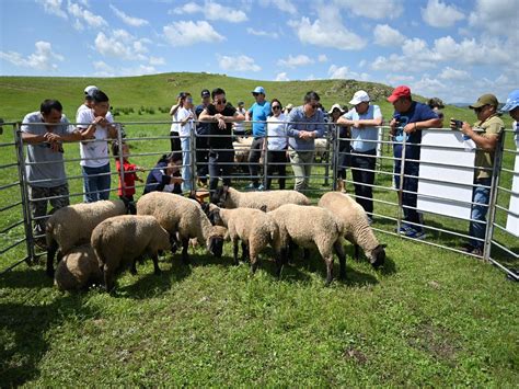 Мах ноосны чиглэлийн суффолк үүлдрийн хонины аж ахуйг танилцууллаа