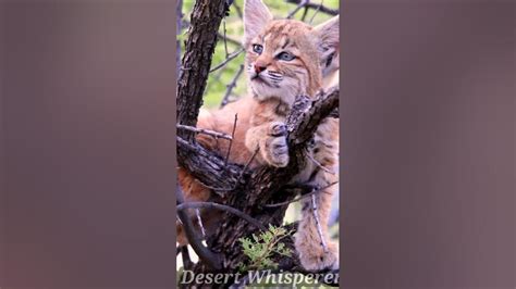 Bobkitten Hanging Out Youtube