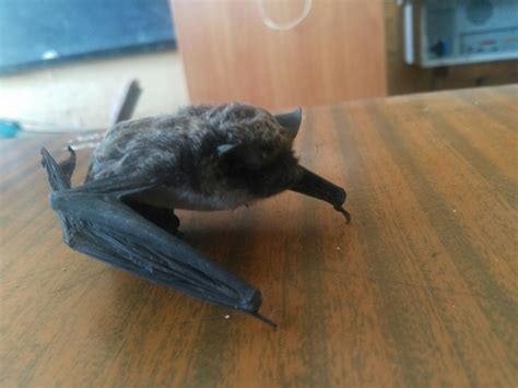 Летучая мышь рисунок Пикабу