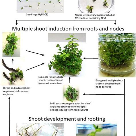 multiple shoot regeneration from node and root cultures a b c