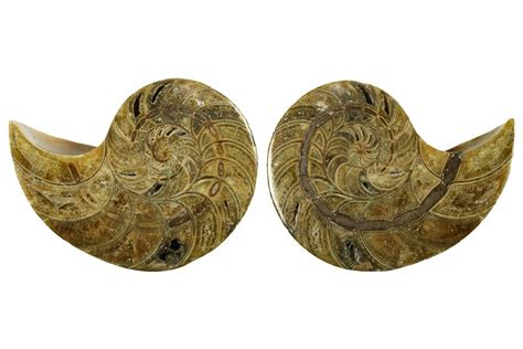 6 2 Jurassic Cut And Polished Nautilus Cymatoceras Fossil Madagascar 288003 For Sale