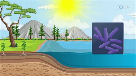 Video Diversity Of Archaea Ii