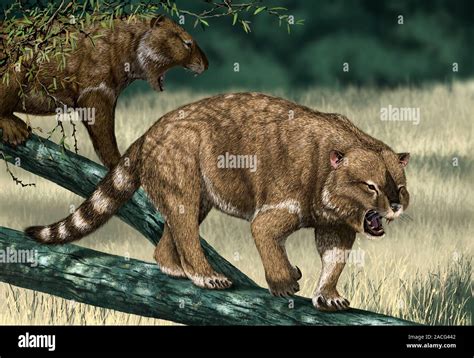 How Big Was The Marsupial Lion
