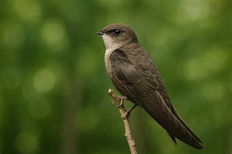Chimney Swift The Aerial Acrobat Of Urban Skies