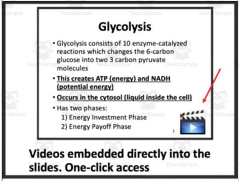 aerobic respiration glycolysis and pyruvate oxidation biology lesson