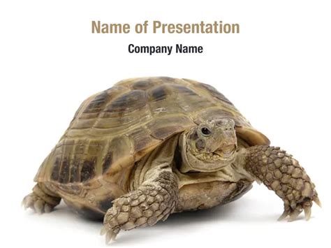 Sea Turtle PowerPoint Templates Sea Turtle PowerPoint Backgrounds Templates For PowerPoint
