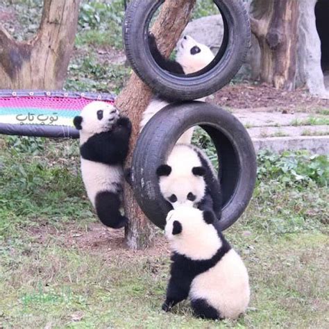 آلبوم عکس پاندا برای پروفایل دخترونه فانتزی و پابجی تــــــــوپ