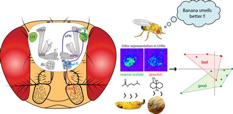 Schematic Of Odor Representati Image Eurekalert Science News Releases