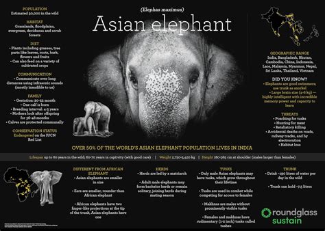 African Elephant Diet Facts