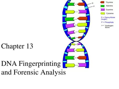 PPT Chapter 13 DNA Fingerprinting And Forensic Analysis PowerPoint Presentation ID 1602612