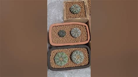 같은듯 다른 슈퍼투구선인장 슈퍼투구 투구선인장 선인장 다육식물 다육이 다육하우스 다육이키우기 Youtube