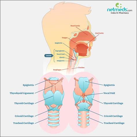 Netmeds