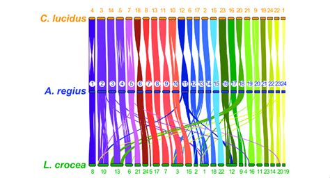Sciaenidae Single Copy Ortholog Synteny Plot Of One To One Synteny Of