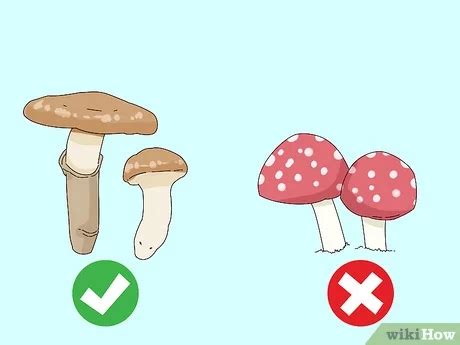 Mushroom Identification Chart Ponasa