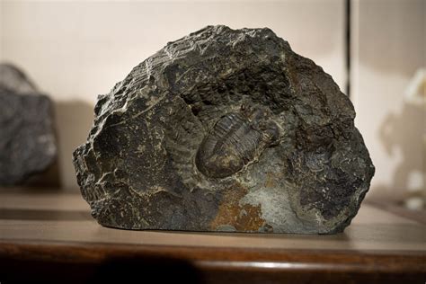Fossilien Für Sammler La Pantera Edelsteine And Juwelen Wien