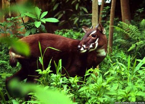 Sao La Species And Habitat Conservation Area Thua Thien Hue National