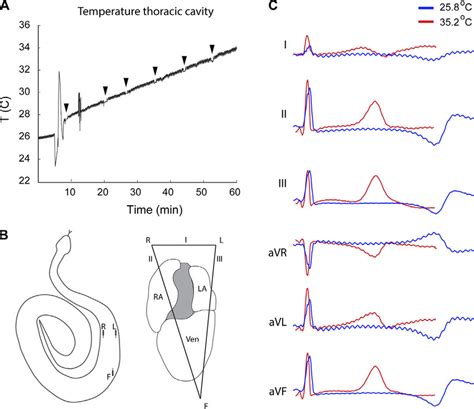 Increasing Body Temperature Induces T Wave Inversion In Pythons A Download Scientific