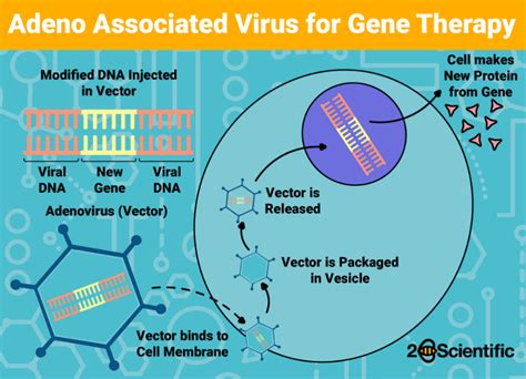 Adeno Associated Virus For Gene Therapy