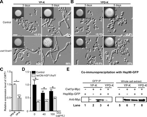 Environment Induced Same Sex Mating In The Yeast Candida Albicans