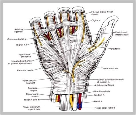 Anatomy Of A Hand Image Anatomy System Human Body Anatomy Diagram