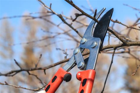 Expert Cocoa Tree Pruning Tips Boost Yields Enhance Quality And