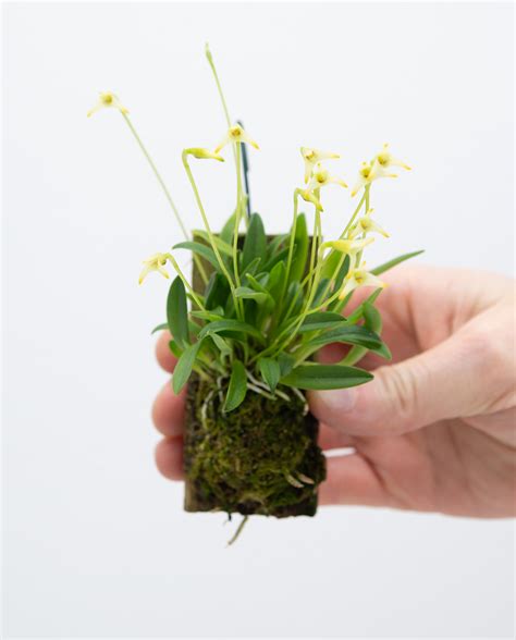Masdevallia Minuta Aufgebunden Online Kaufen Farnwerk Design Lebt