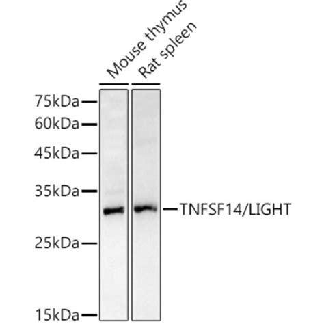 Anti Lighttnfsf14 Antibody A13801