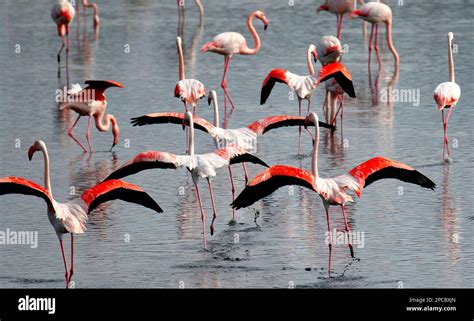 Greater Flamingo Migration Route