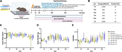 Frontiers Lifetime Evaluation Of Left Ventricular Structure And Function In Male Apoe Null