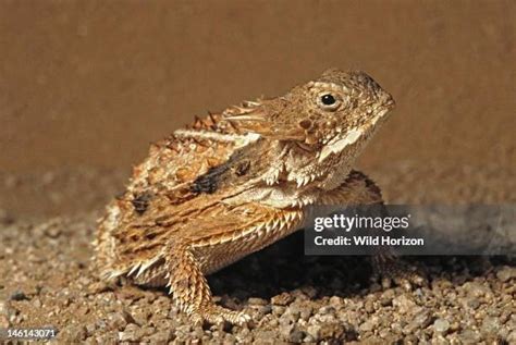 Desert Horned Lizards Photos And Premium High Res Pictures Getty Images