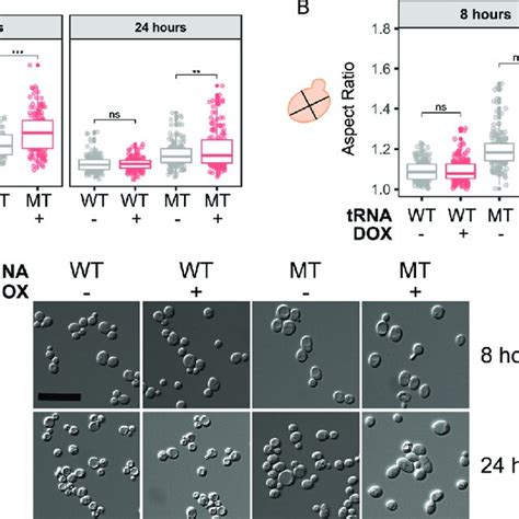Doxycycline Inducible Trna Expression System A Model Of The Trna Download Scientific Diagram