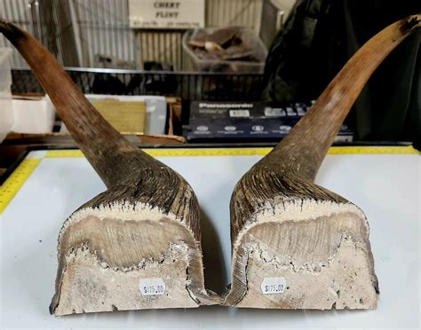 Premium Musk Ox Horns 16 Pair