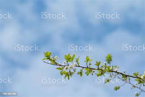 하얀 꽃이 만발한 사과 나무 봄 시즌 봄 색상 화창한 봄날에 정원에 흰색과 분홍색 사과 나무 꽃과 푸른 하늘이있는 큰 가지 0명에 대한 스톡 사진 및 기타 이미지 Istock