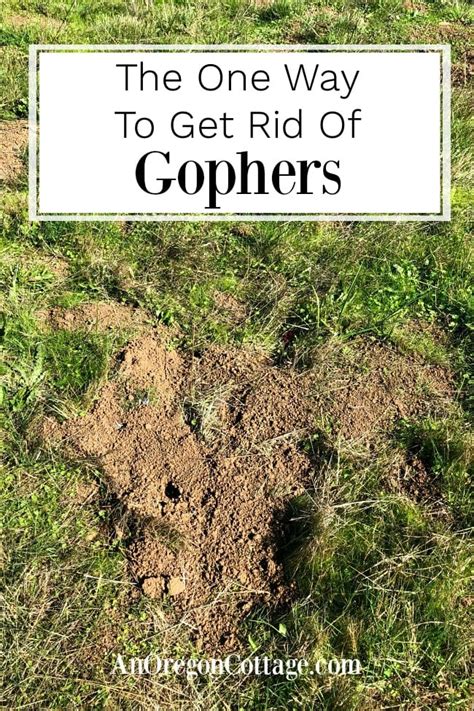 the one way to get rid of gophers consistently an oregon cottage